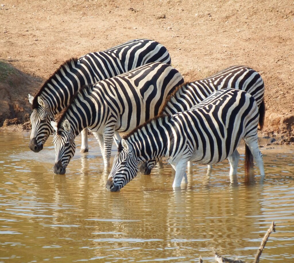 Real Life Adventure Travel – Climbing Adventure & Wildlife Safaris